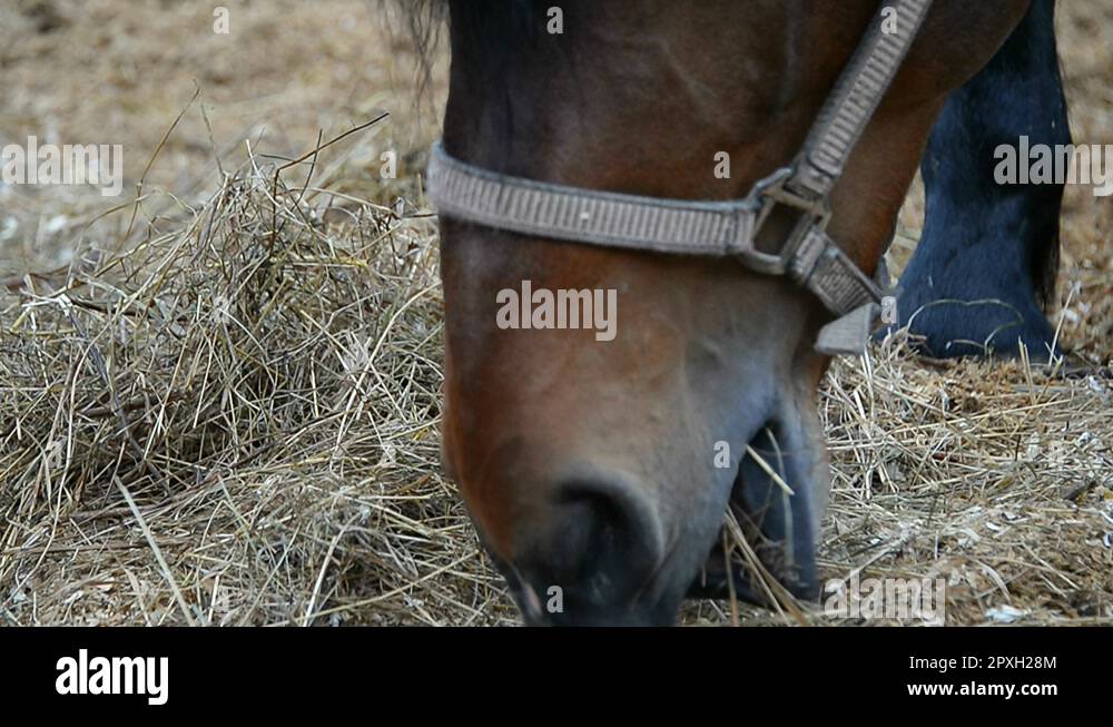 Paddock face Stock Videos & Footage - HD and 4K Video Clips - Alamy