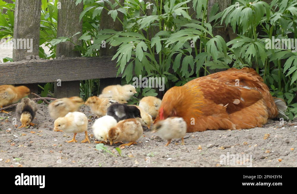 Hen with chickens Stock Videos & Footage - HD and 4K Video Clips - Alamy