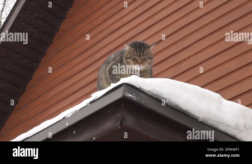 Cat roof house Stock Videos & Footage - HD and 4K Video Clips - Alamy