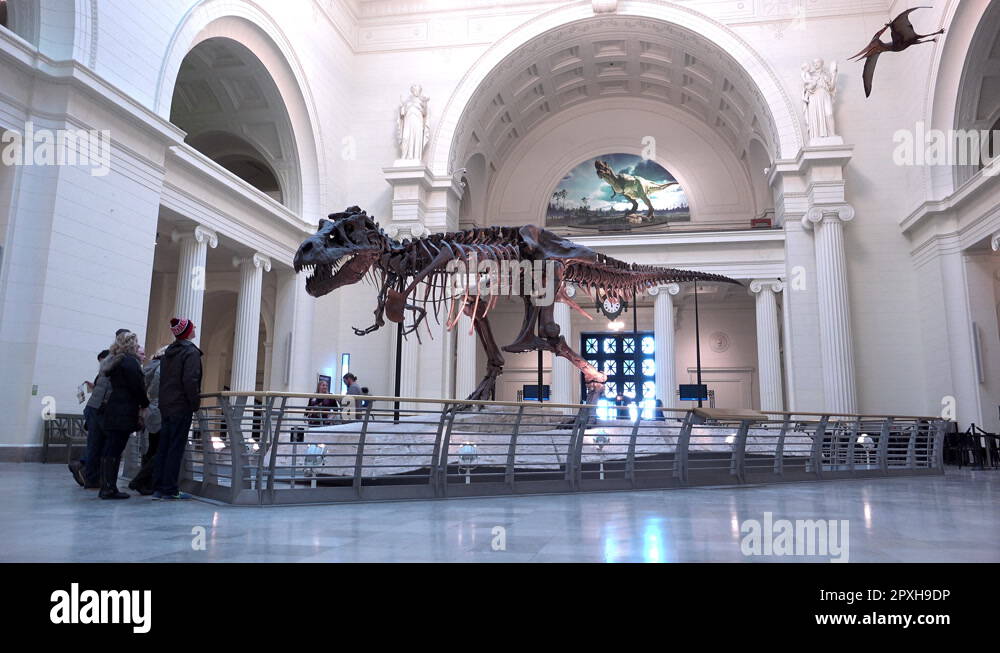 Tyrannosaurus Rex dinosaur named Sue in The Field Museum lobby 4k Stock ...