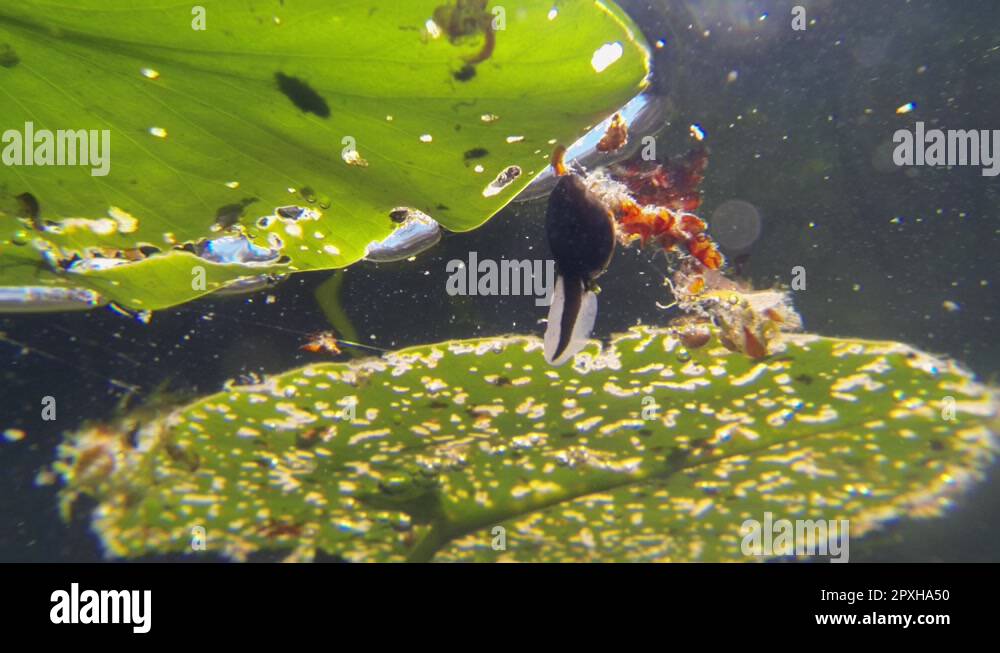 Eating tadpole Stock Videos & Footage - HD and 4K Video Clips - Alamy
