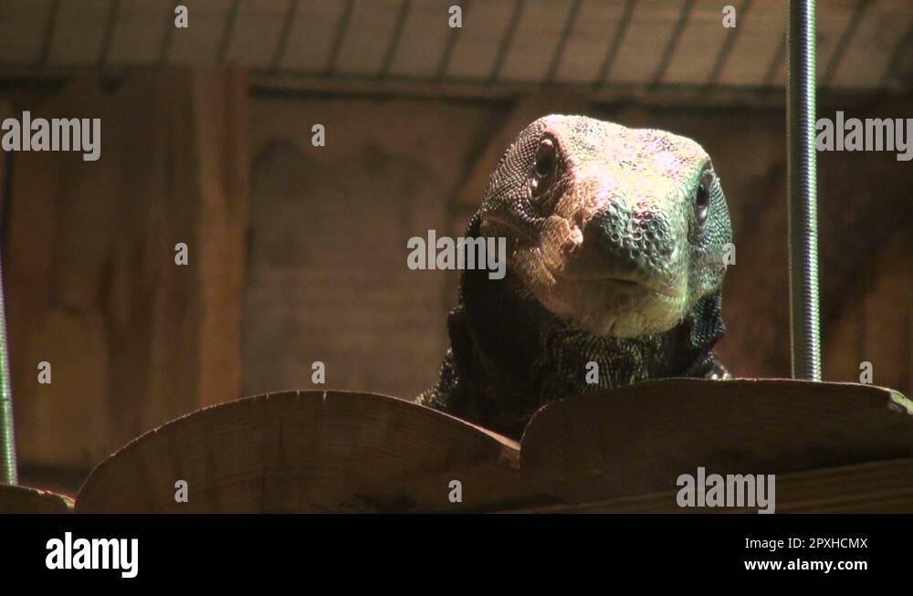 Pangolin day Stock Videos & Footage - HD and 4K Video Clips - Alamy