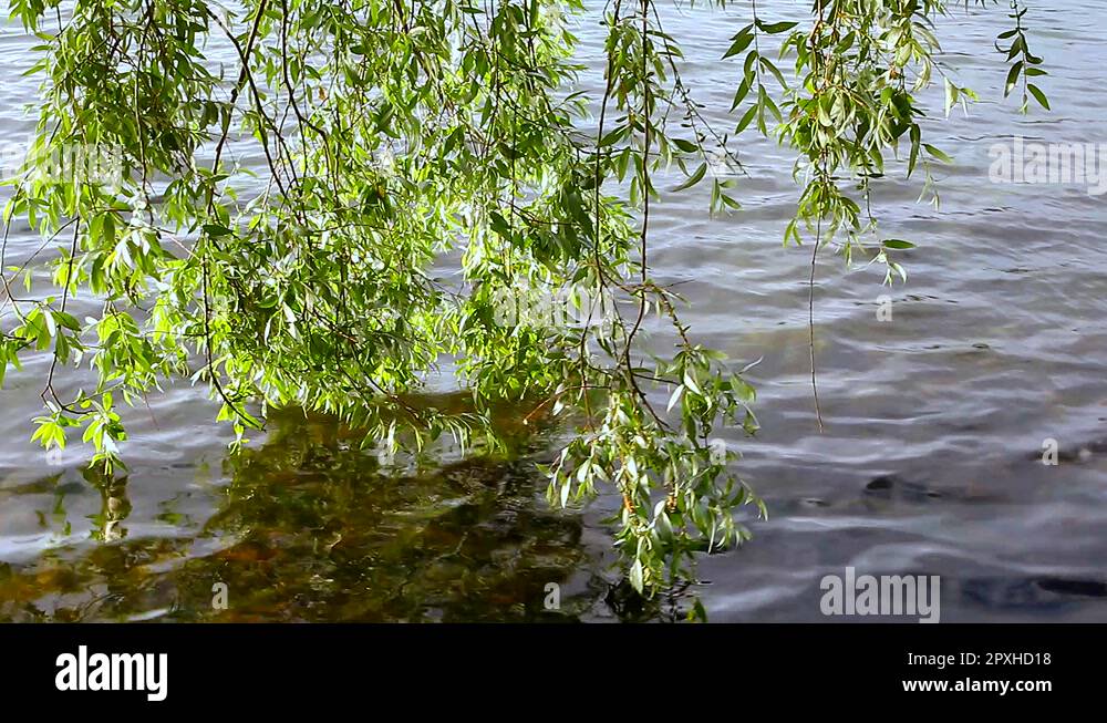 Willow weeping Stock Videos & Footage - HD and 4K Video Clips - Alamy