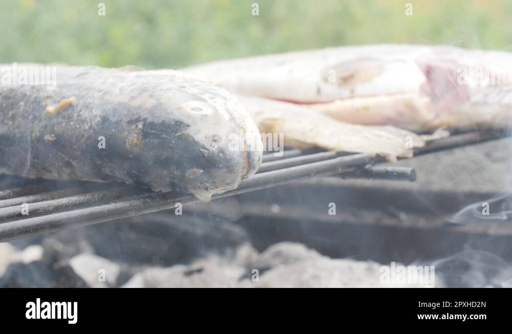 Trout on barbecue fumed with smoke on fire 4k 3840X2160 UltraHD footage ...