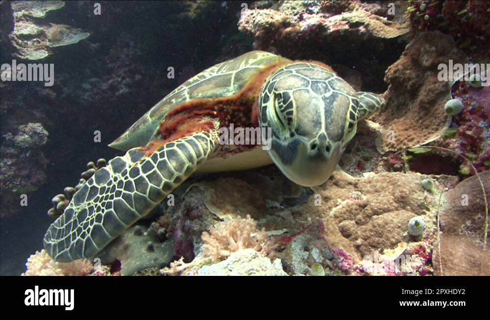 Turtle nose Stock Videos & Footage - HD and 4K Video Clips - Alamy