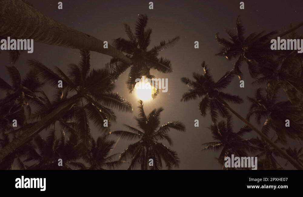 Night Sky with Stars and Moon over Tropical Palm Trees. Timelapse Stock ...