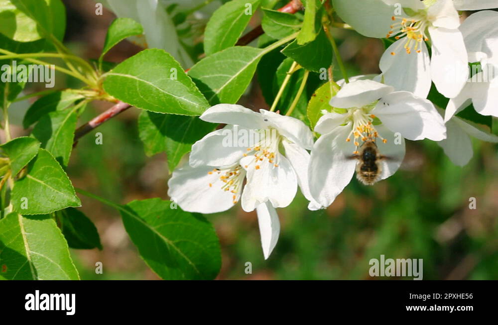 Tree insect pollination Stock Videos & Footage - HD and 4K Video Clips ...
