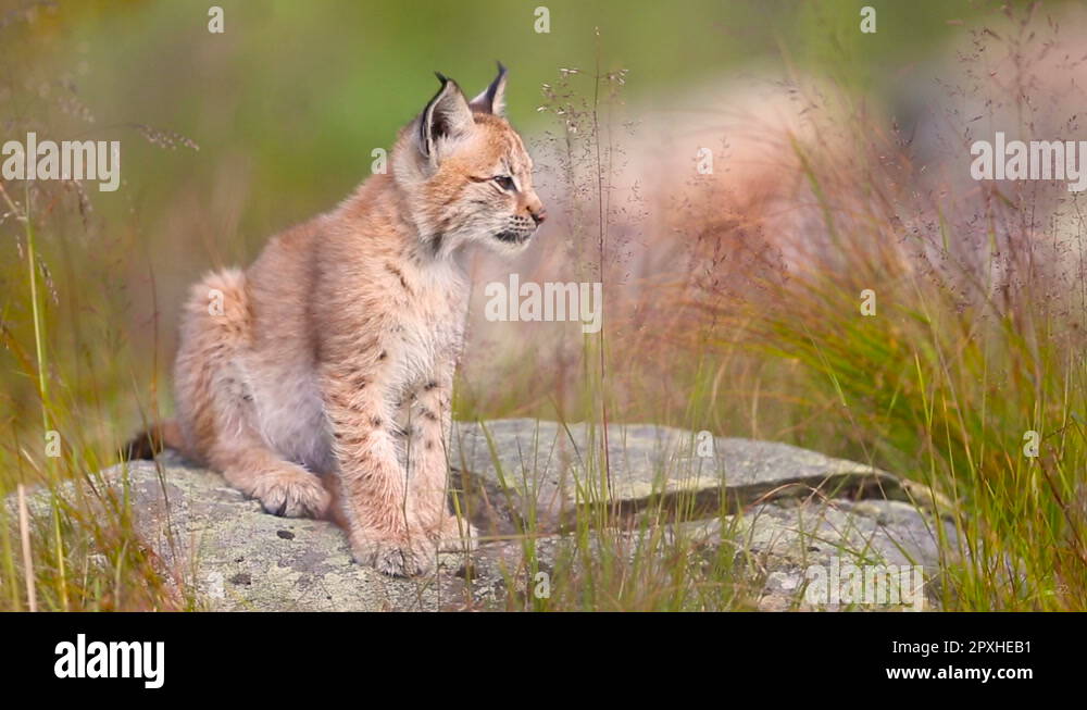 Lynx cute Stock Videos & Footage - HD and 4K Video Clips - Alamy