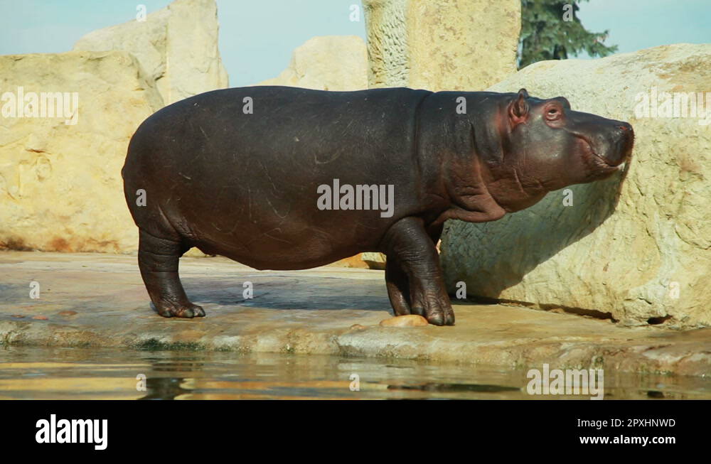 Very big hippopotamus Stock Videos & Footage - HD and 4K Video Clips ...