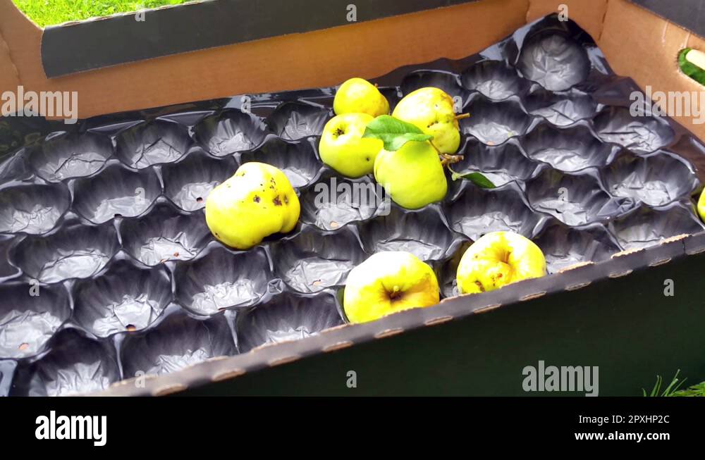 Cardboard picking Stock Videos & Footage - HD and 4K Video Clips - Alamy