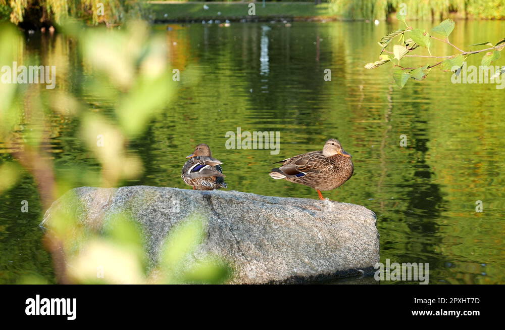 Ducks on rock Stock Videos & Footage - HD and 4K Video Clips - Alamy