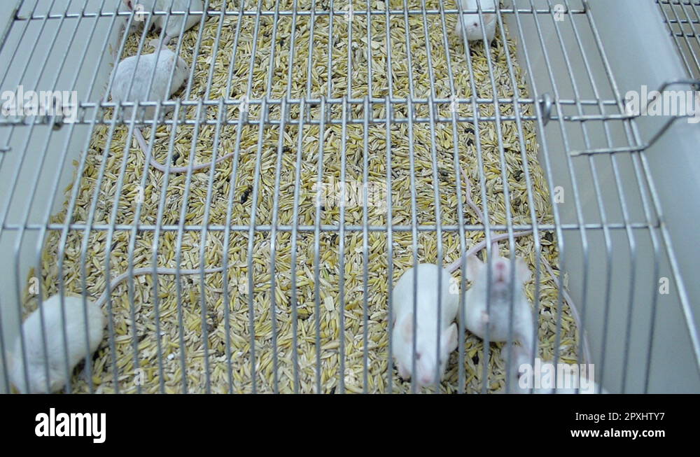 Laboratory mice Stock Videos & Footage - HD and 4K Video Clips - Alamy