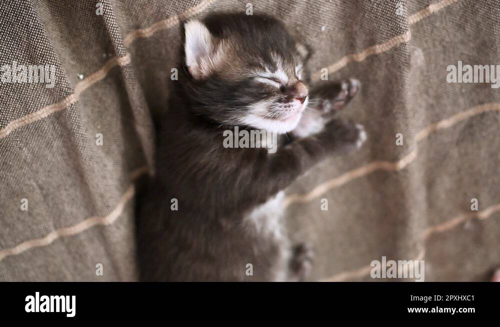 newborn kitten Maine Coon sleeping and shivering in his sleep Stock ...