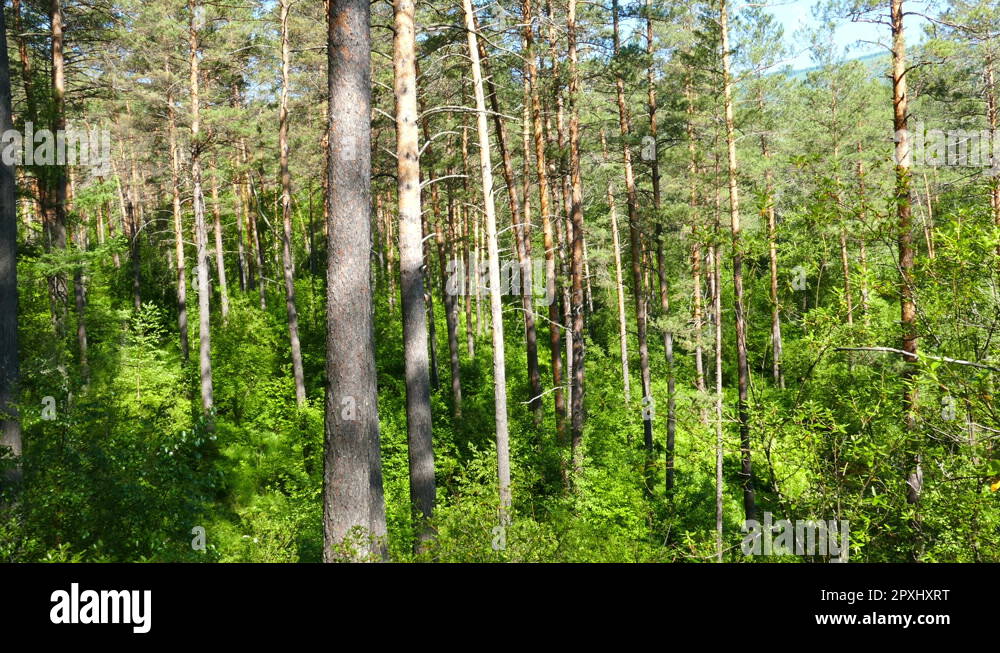 Taiga forest landscape Stock Videos & Footage - HD and 4K Video Clips ...