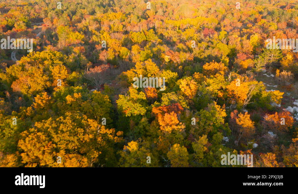 Forest aerial pattern Stock Videos & Footage - HD and 4K Video Clips ...