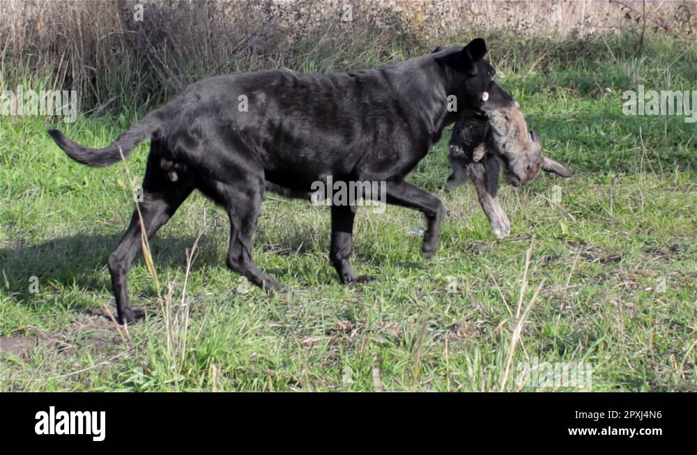 Rabbit hunting Stock Videos & Footage - HD and 4K Video Clips - Alamy