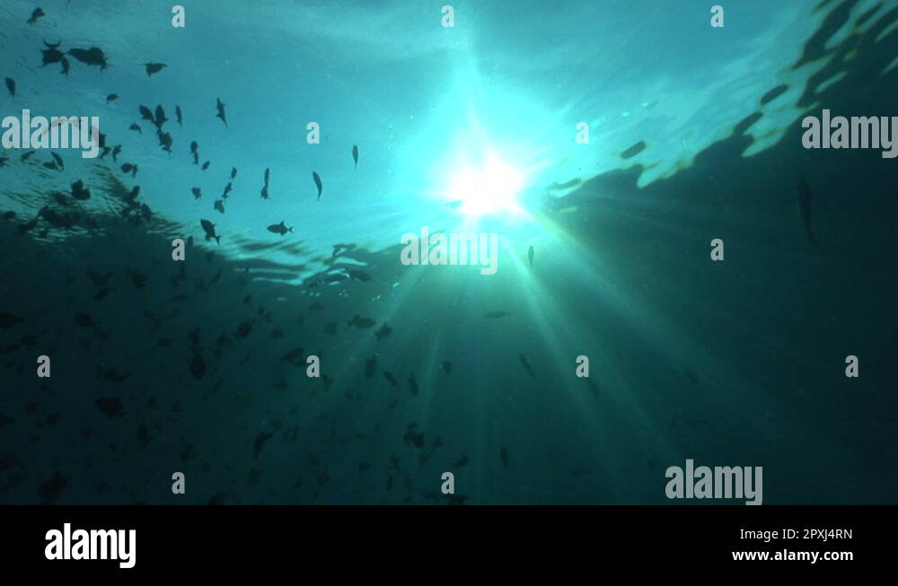 Underwater sunshine Stock Videos & Footage - HD and 4K Video Clips - Alamy