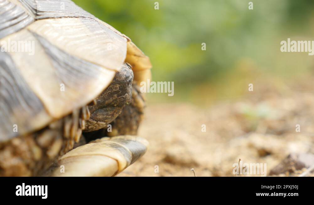 Turtle Testudo hermanni hiding head in armour fauna animal background ...