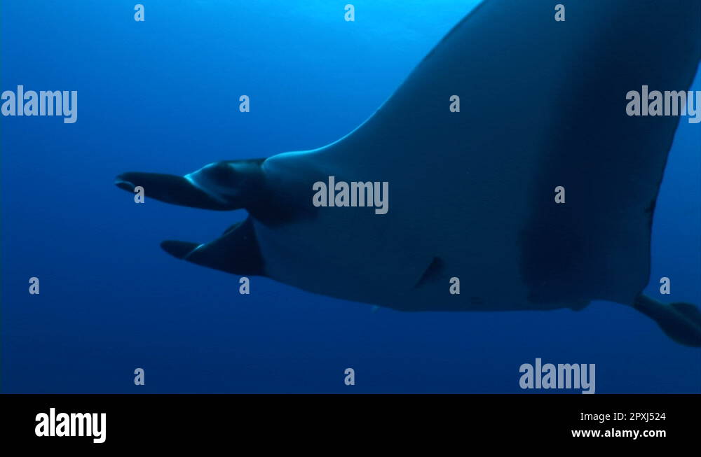 Diving whale shadow Stock Videos & Footage - HD and 4K Video Clips - Alamy