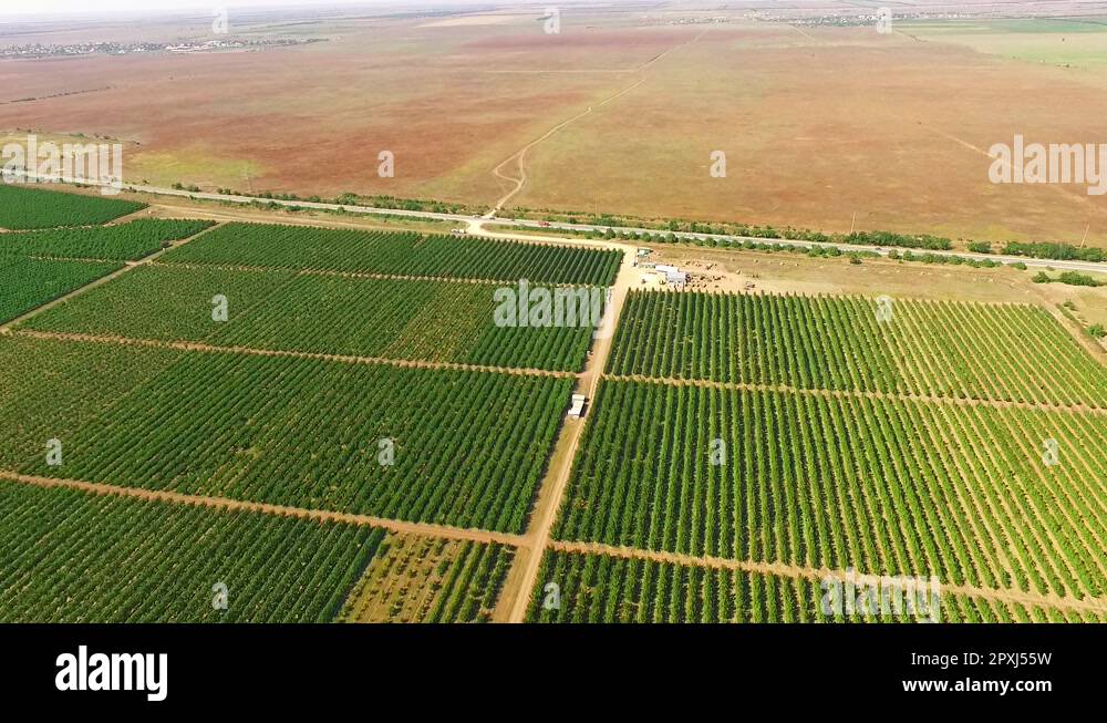 Standard fruit Stock Videos & Footage - HD and 4K Video Clips - Alamy