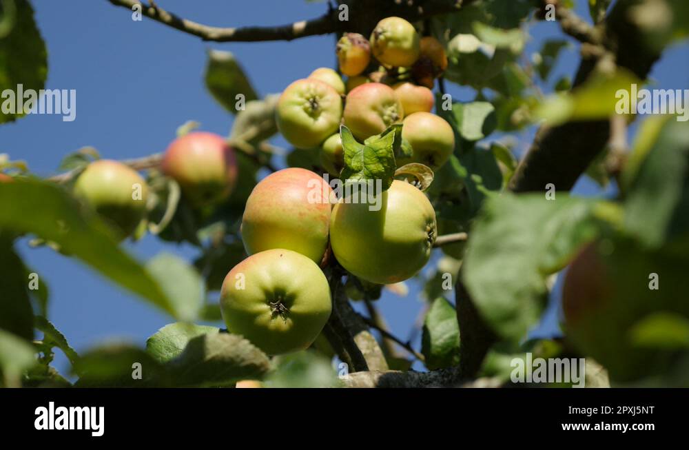 Natural apple tree Stock Videos & Footage - HD and 4K Video Clips - Alamy