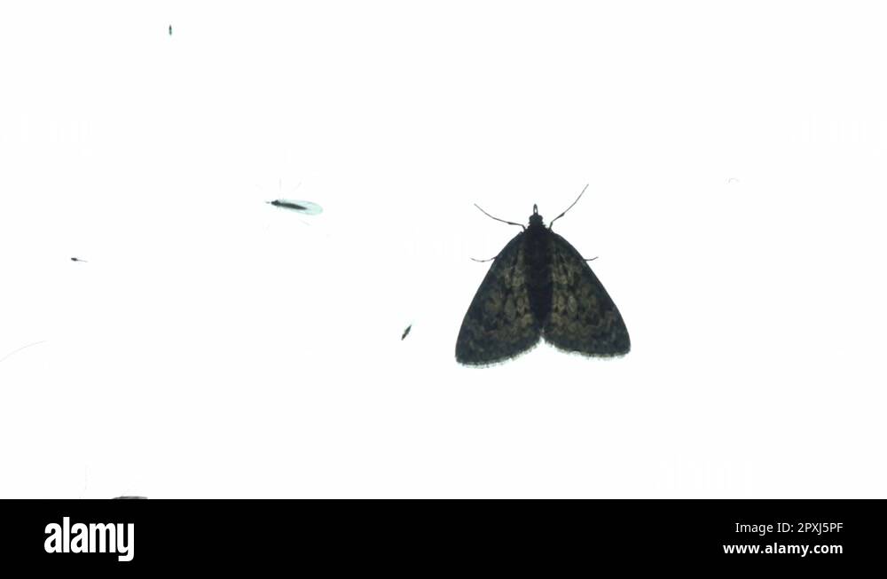 Moth insects Stock Videos & Footage - HD and 4K Video Clips - Alamy