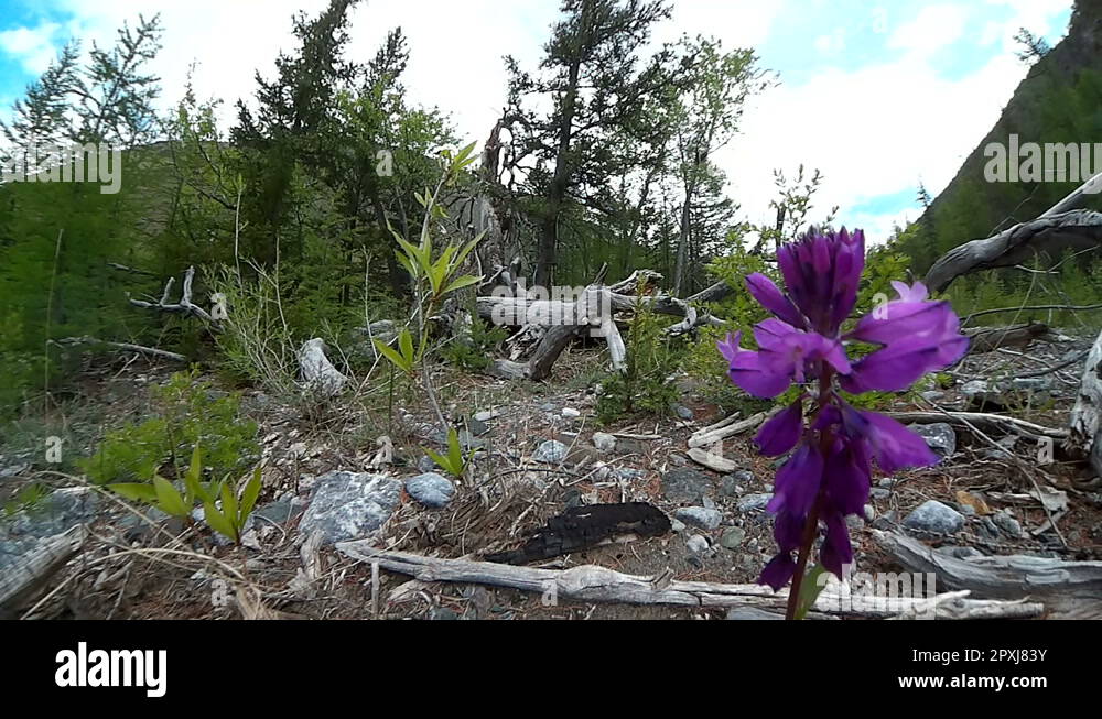 Taiga flower Stock Videos & Footage - HD and 4K Video Clips - Alamy