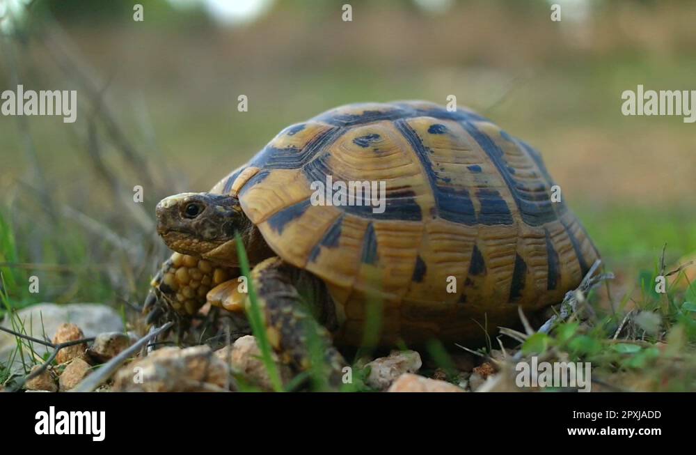 Florida snapping turtle Stock Videos & Footage - HD and 4K Video Clips ...