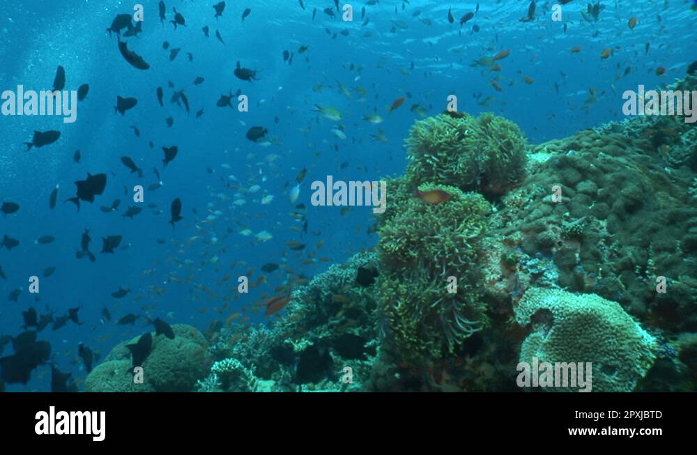 Beautiful underwater scene Stock Videos & Footage - HD and 4K Video ...