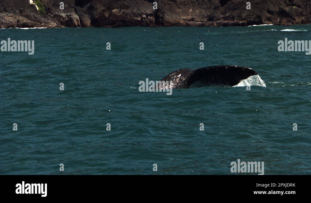 Flukes of a diving whale seen in ultra-slow motion Stock Video Footage ...