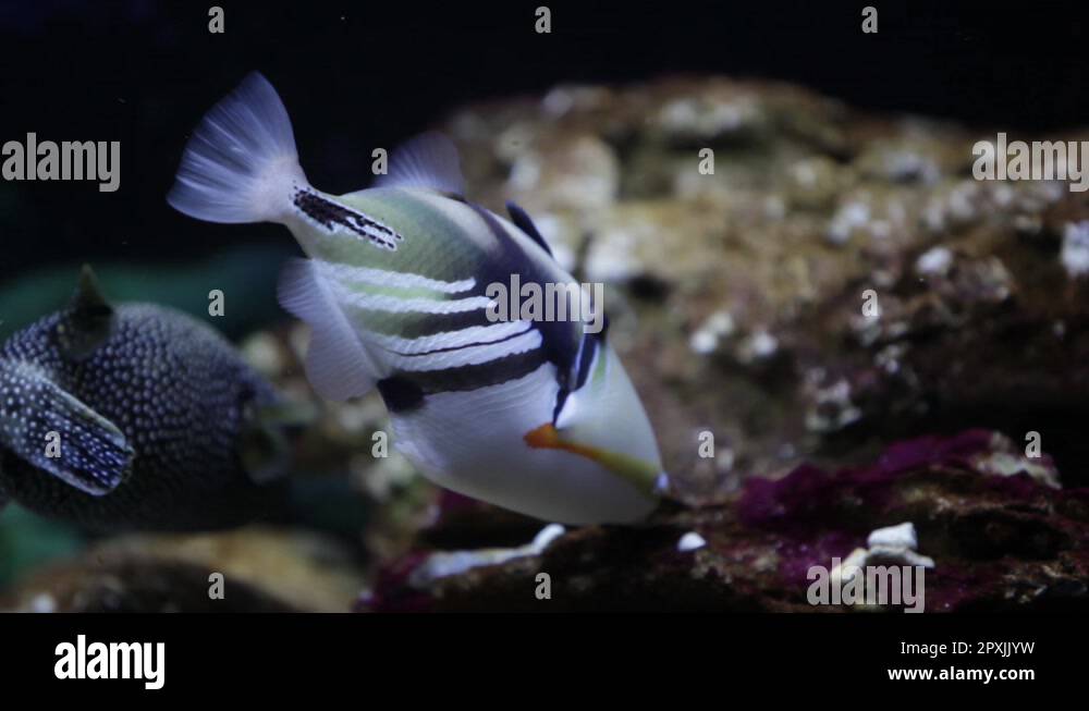 Picasso triggerfish Stock Videos & Footage - HD and 4K Video Clips - Alamy