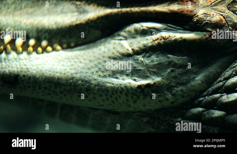 Parts of the body alligator underwater close-up Stock Video Footage - Alamy