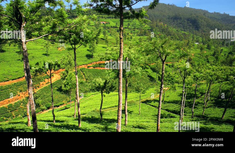 Tall tea Stock Videos & Footage - HD and 4K Video Clips - Alamy