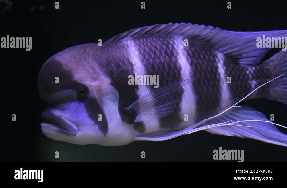 African Cichlid fishes searching for food between snags and green ...