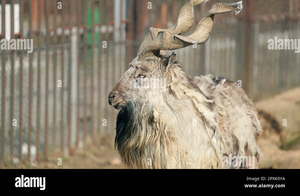Horned ruminant Stock Videos & Footage - HD and 4K Video Clips - Alamy