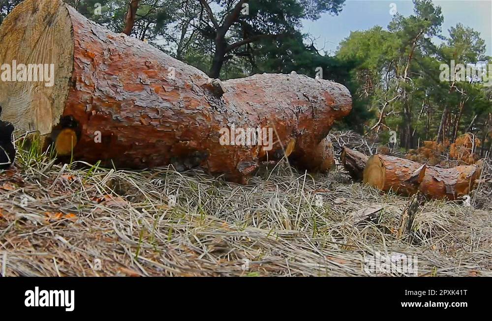 Sky timber Stock Videos & Footage - HD and 4K Video Clips - Alamy