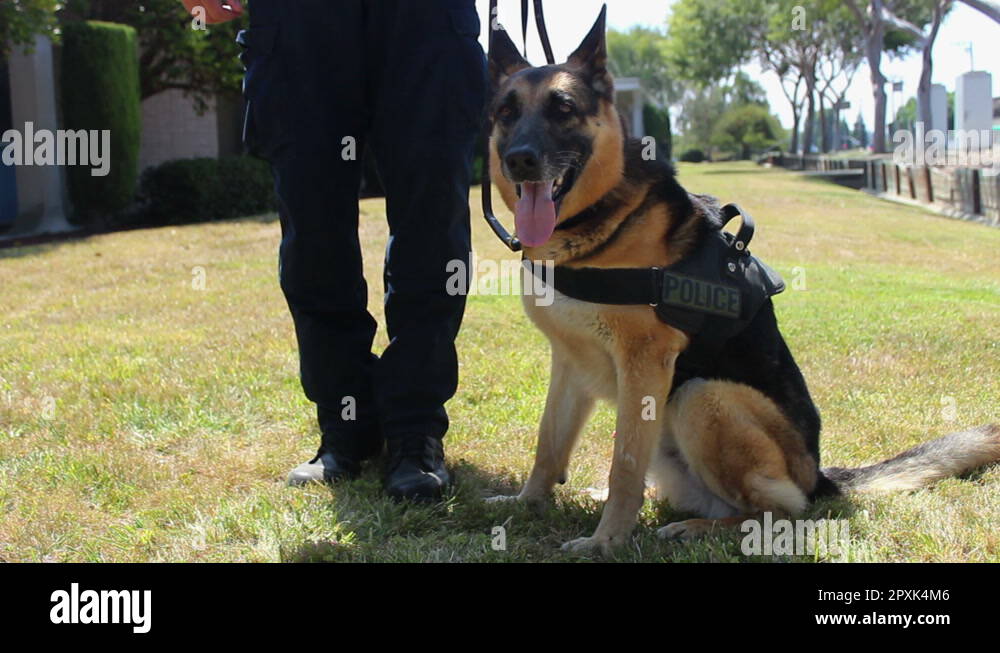 Training k9 unit Stock Videos & Footage - HD and 4K Video Clips - Alamy