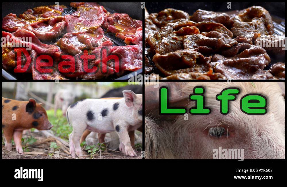 Vegan slogan Stock Videos & Footage - HD and 4K Video Clips - Alamy