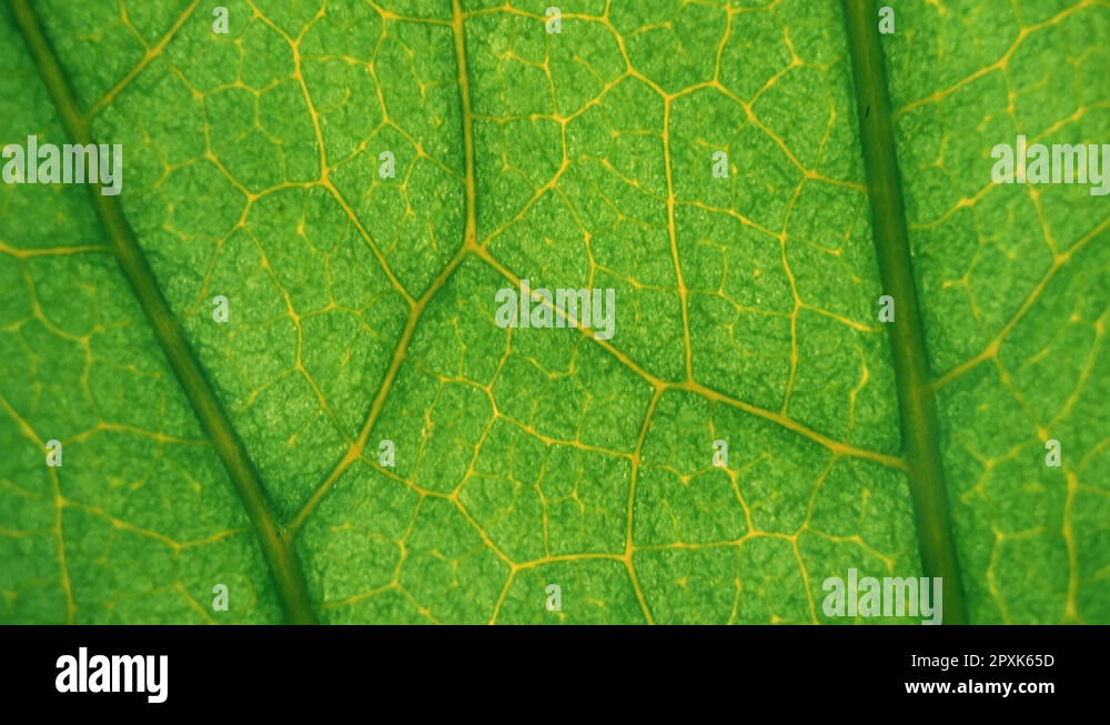 Complex leaf structure Stock Videos & Footage - HD and 4K Video Clips ...