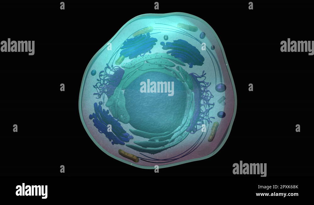Endoplasmic reticulum Stock Videos & Footage - HD and 4K Video Clips ...