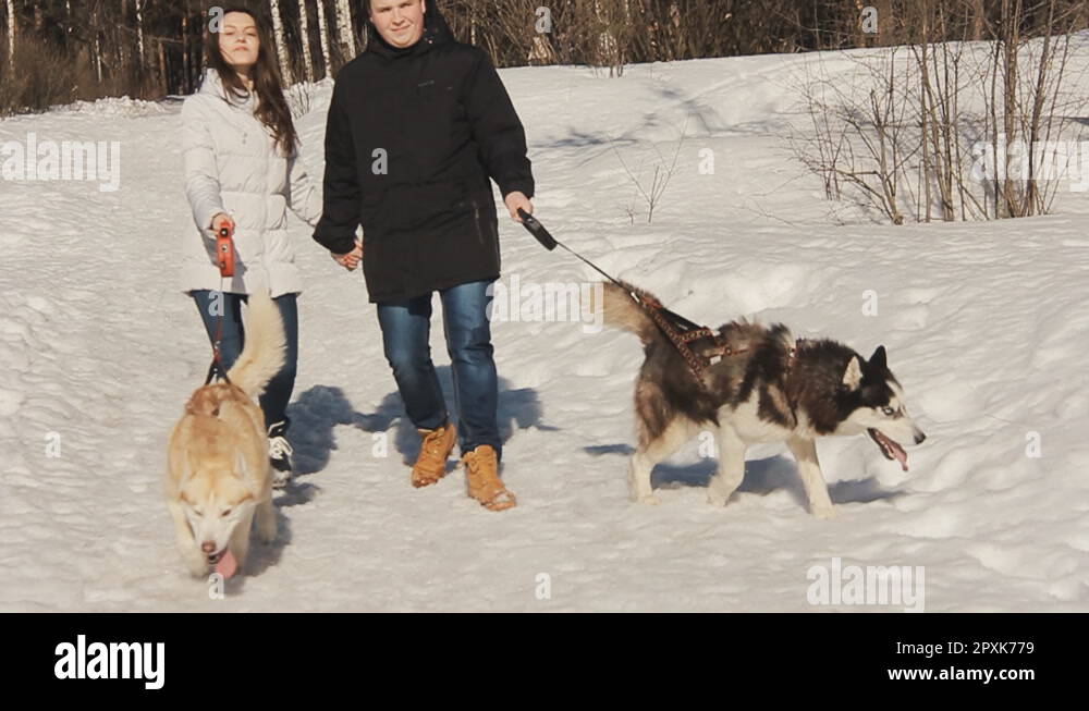 Woman walking husky Stock Videos & Footage - HD and 4K Video Clips - Alamy