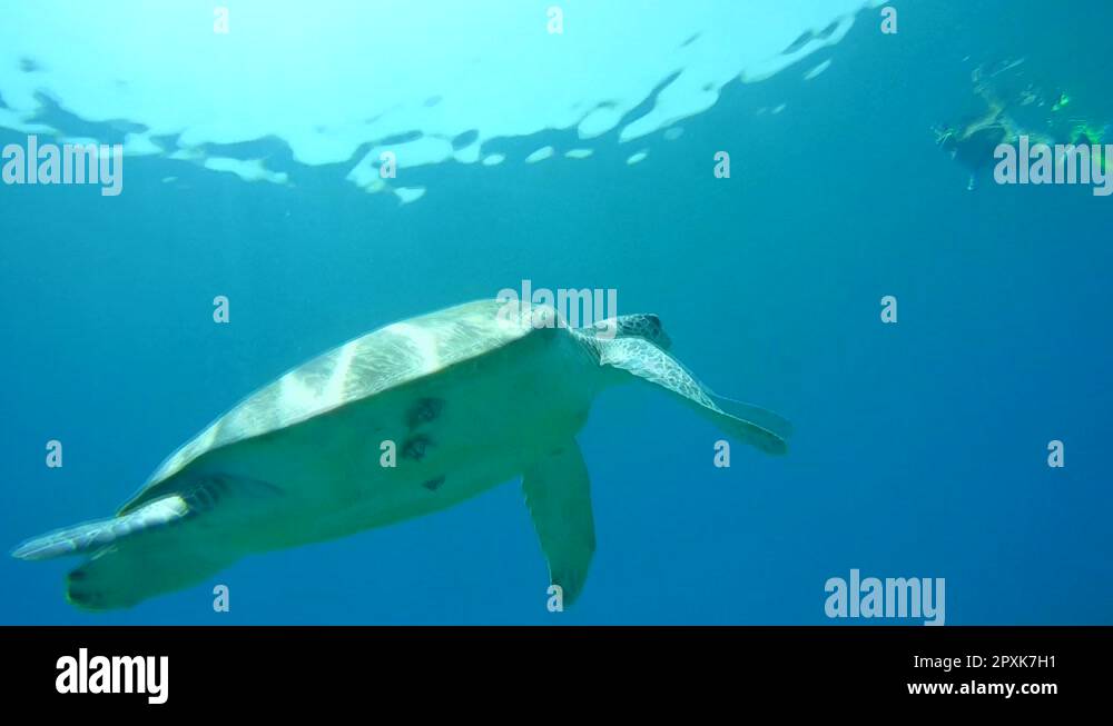 Tourist in mask look at on Green sea turtle slowly swim up in the blue ...