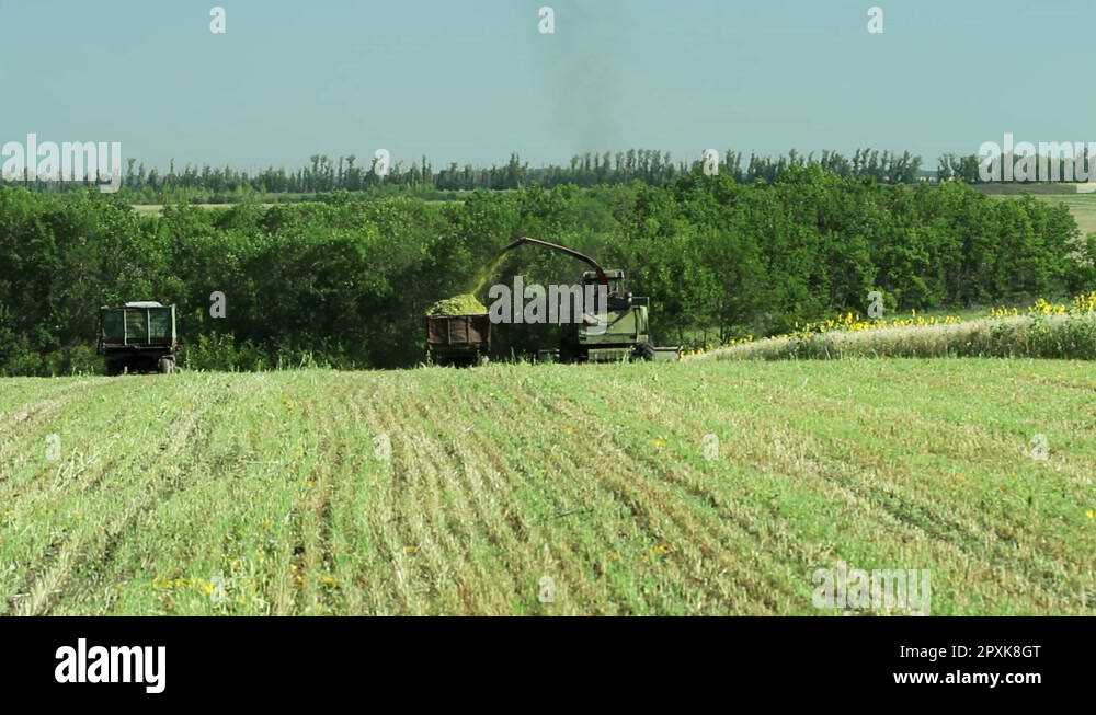 Ensiling or silaging Stock Videos & Footage - HD and 4K Video Clips - Alamy