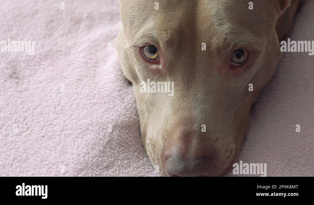 Close up of bulls face Stock Videos & Footage - HD and 4K Video Clips ...