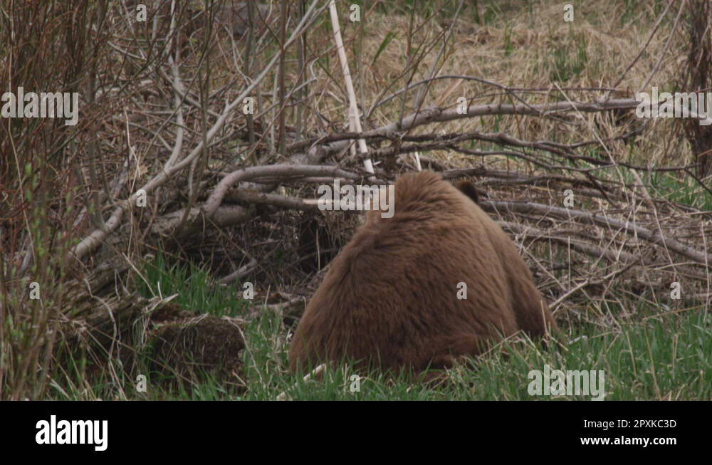 Brown bear brown bear what do you see Stock Videos & Footage - HD and ...