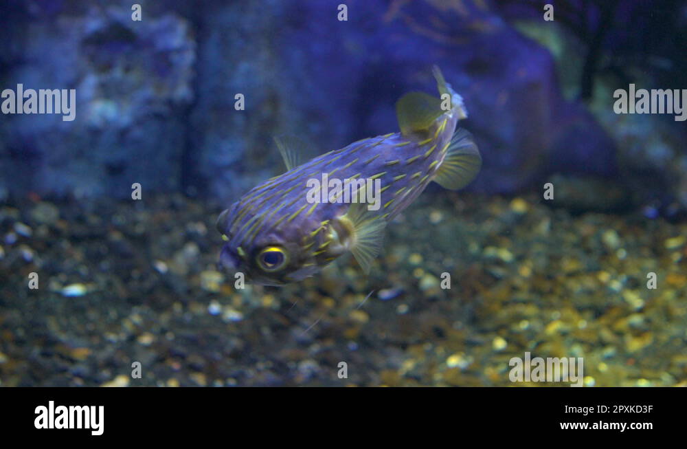 Globe fish Stock Videos & Footage - HD and 4K Video Clips - Alamy