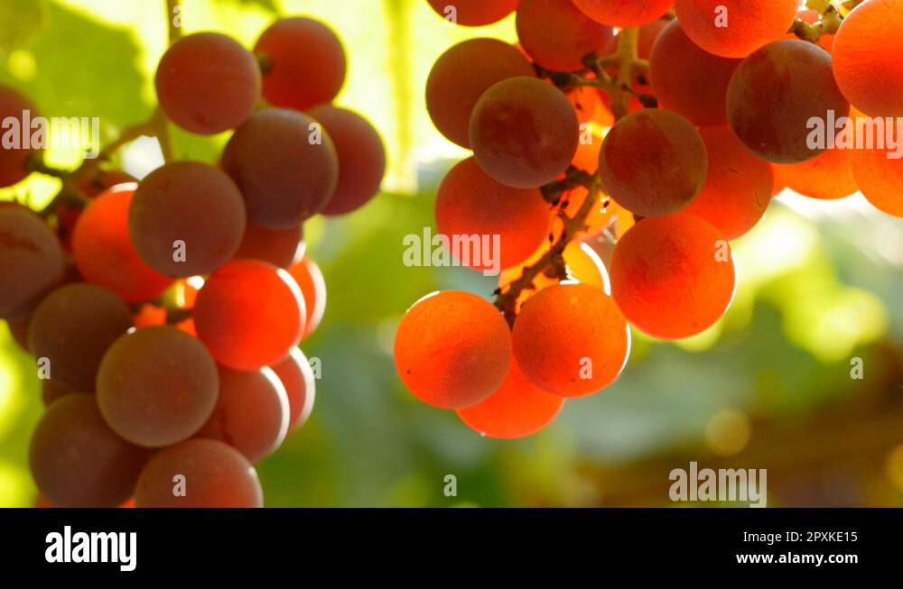Grapes branch Stock Videos & Footage - HD and 4K Video Clips - Alamy