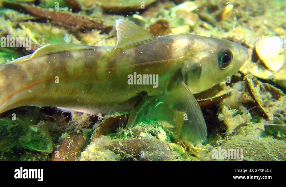 Gadidae fish Stock Videos & Footage - HD and 4K Video Clips - Alamy