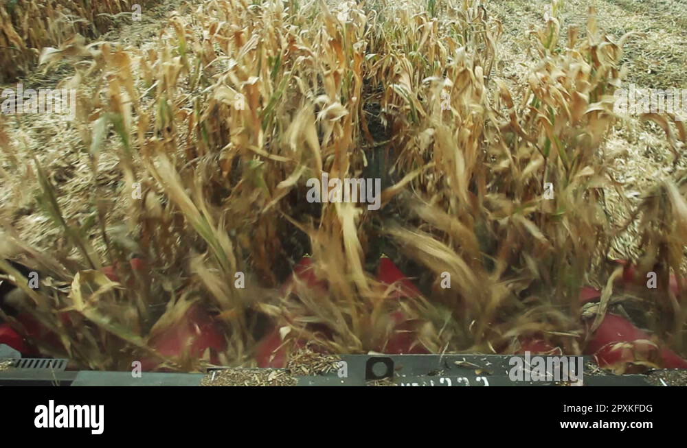 How to grow corn from seed Stock Videos & Footage - HD and 4K Video ...