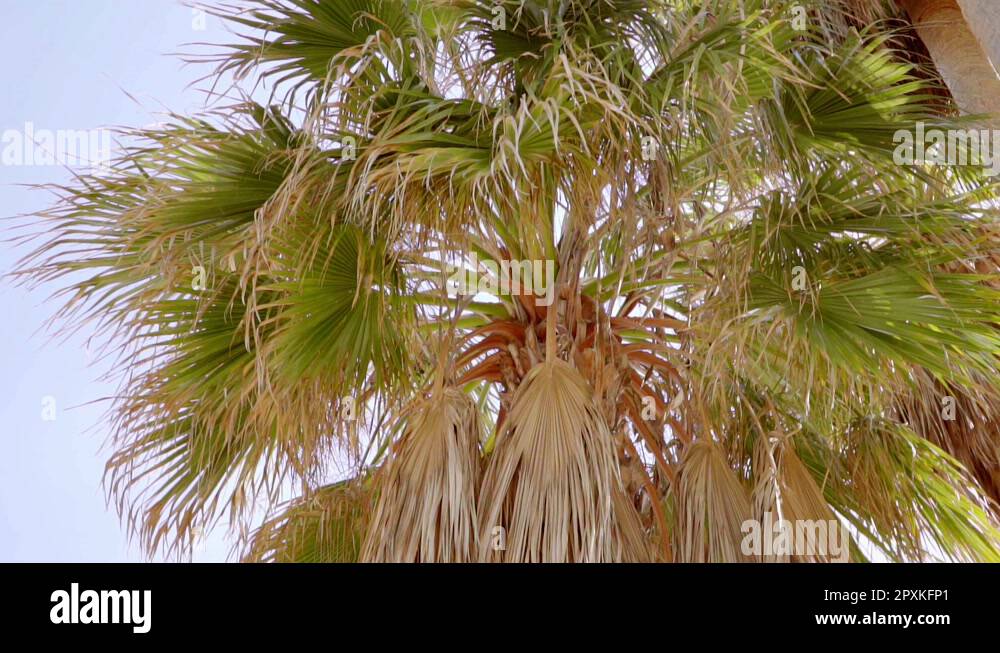 Fronds a palm tree Stock Videos & Footage - HD and 4K Video Clips - Alamy